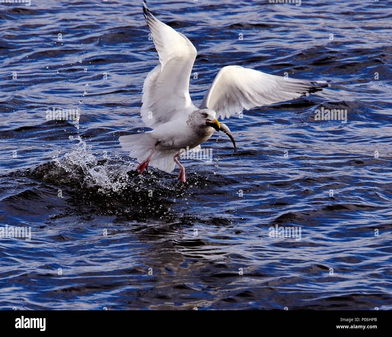 sea gull on the water surface of the Mississippi river fishing Stock ...