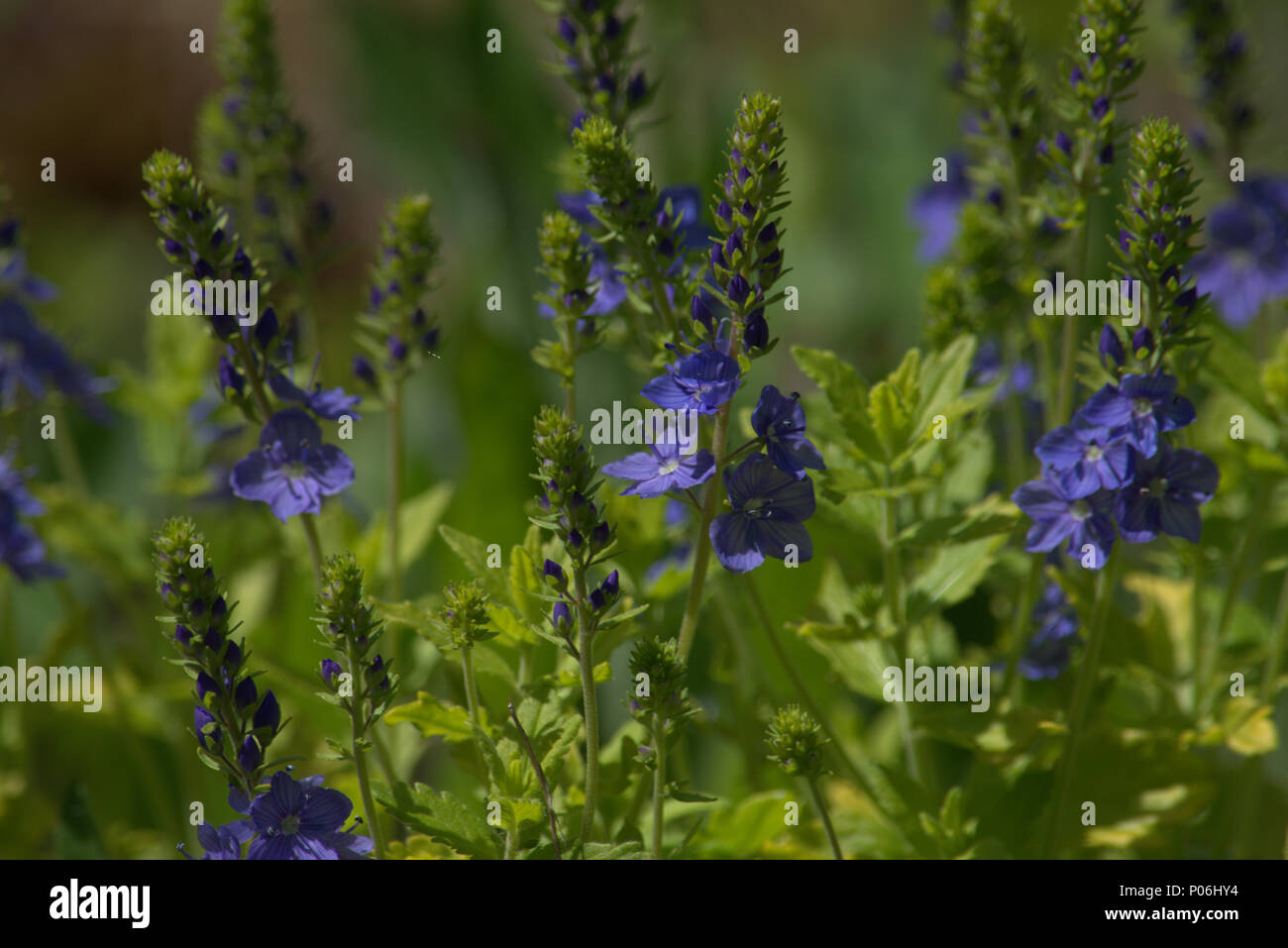 Little blue flowers Stock Photo - Alamy