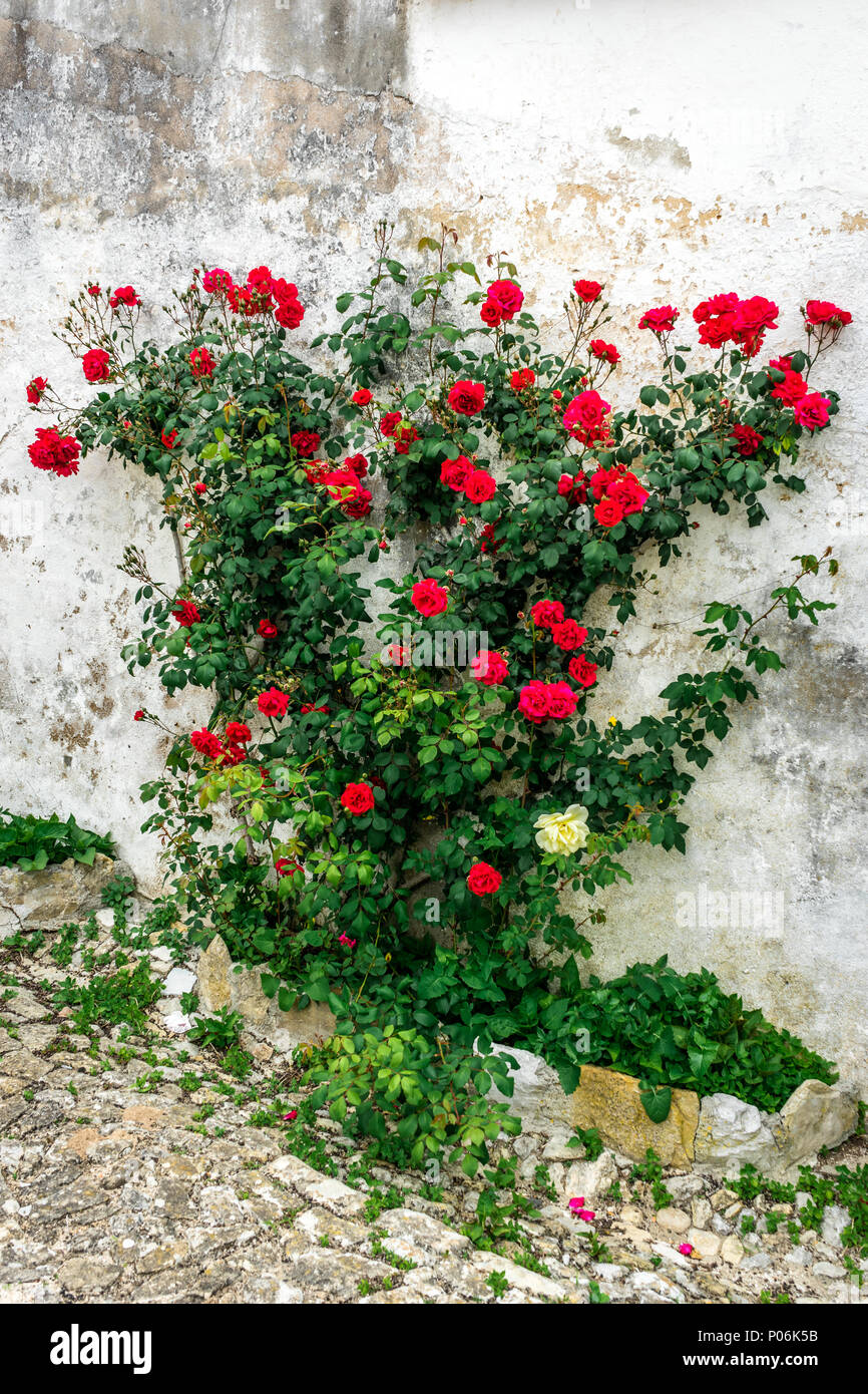 Roses in the city of Obidos, Portugal Stock Photo - Alamy