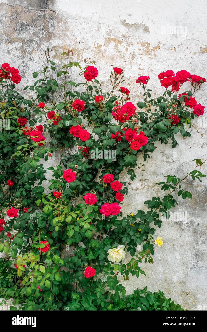 Roses in the city of Obidos, Portugal Stock Photo - Alamy