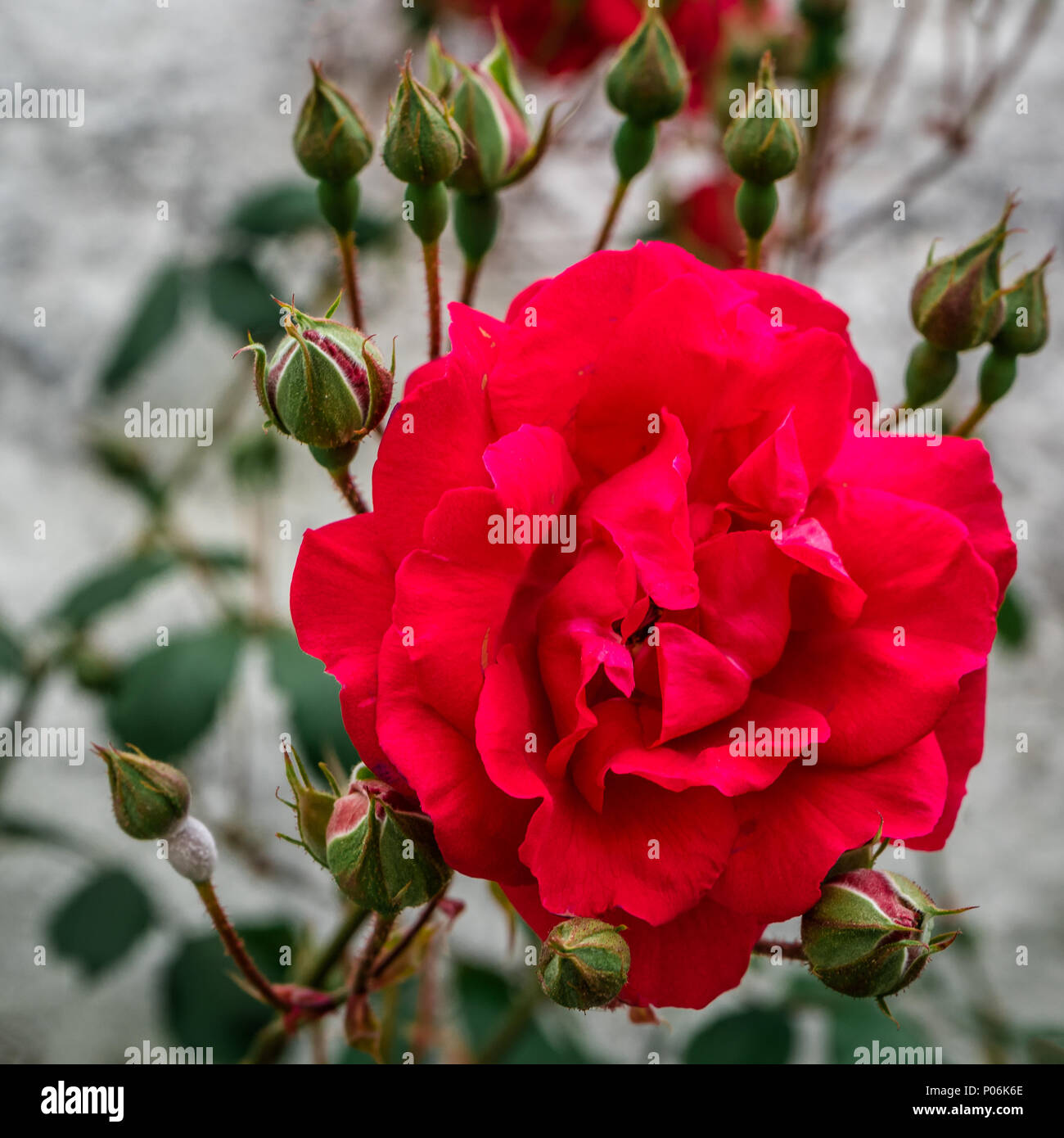 Roses in the city of Obidos, Portugal Stock Photo - Alamy