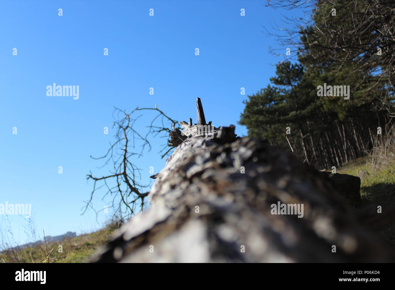 Tree struck by lightning hi-res stock photography and images - Alamy