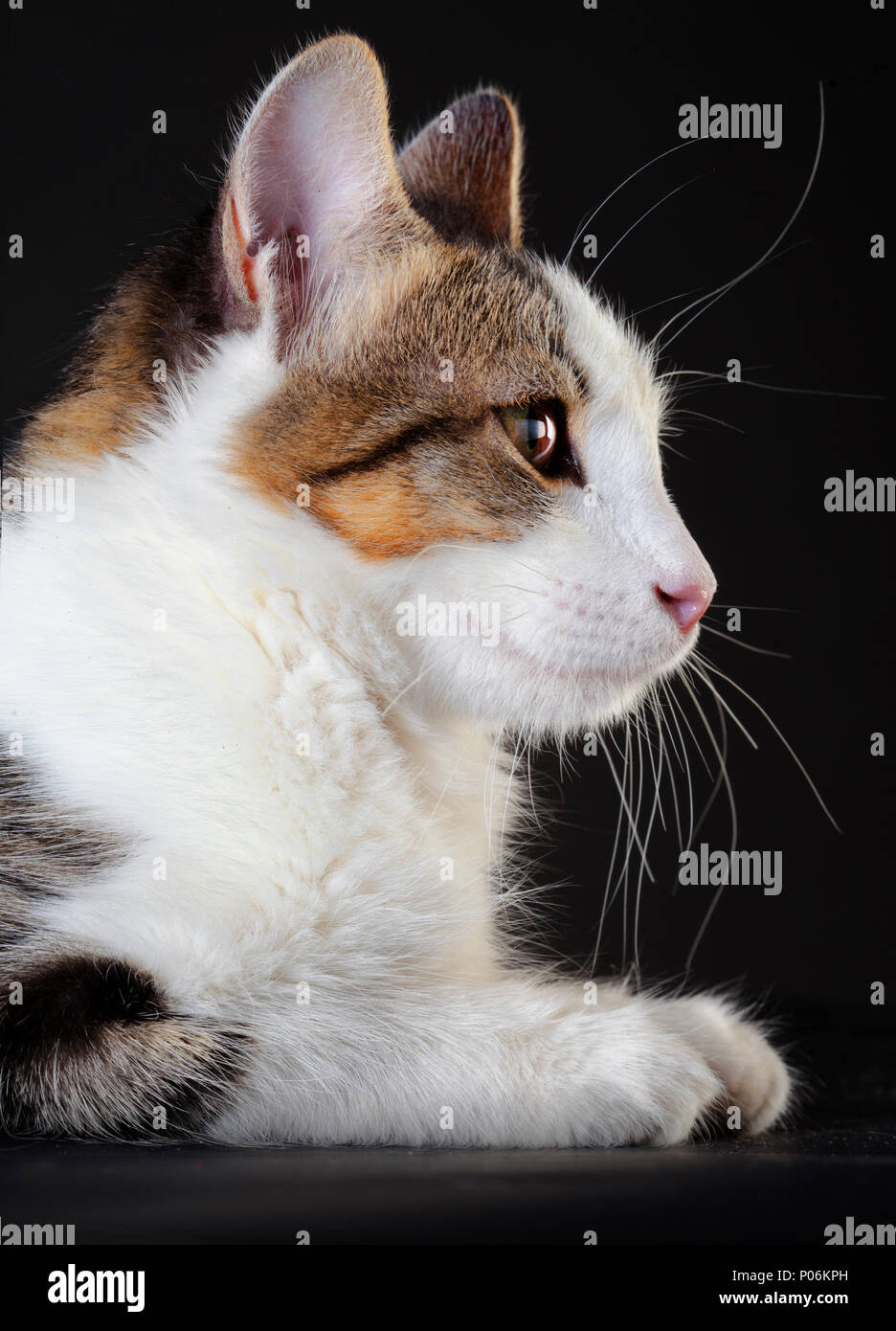 Cat portrait in the studio Stock Photo - Alamy