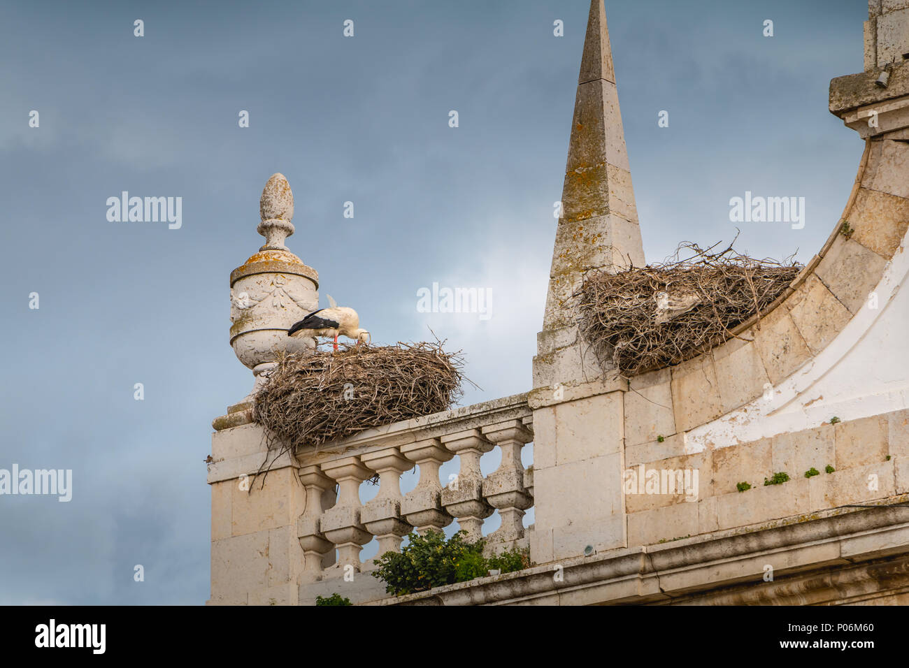 White stork nesting faro algarve hi-res stock photography and images ...