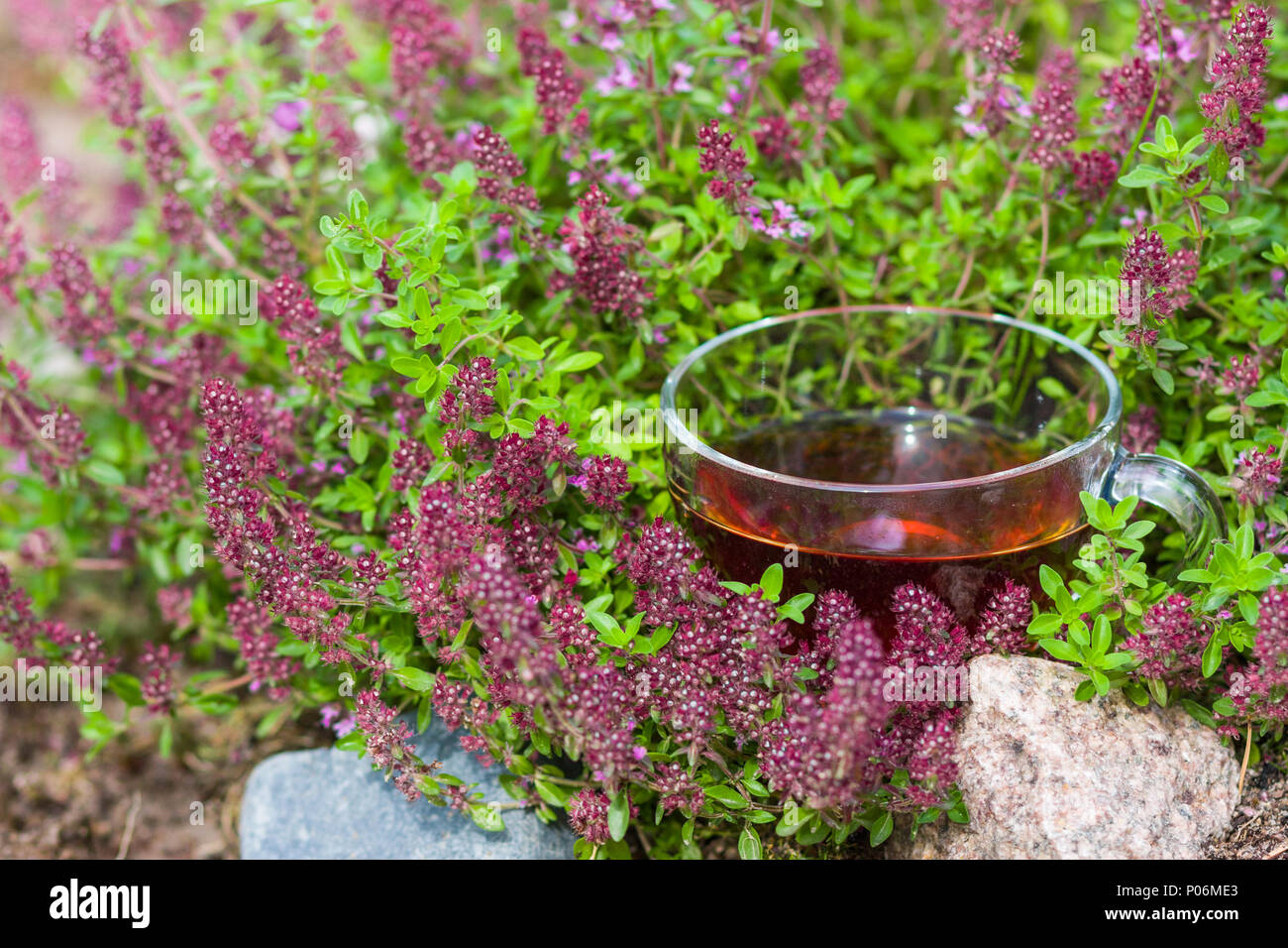 Thyme tea in cup hi-res stock photography and images - Alamy
