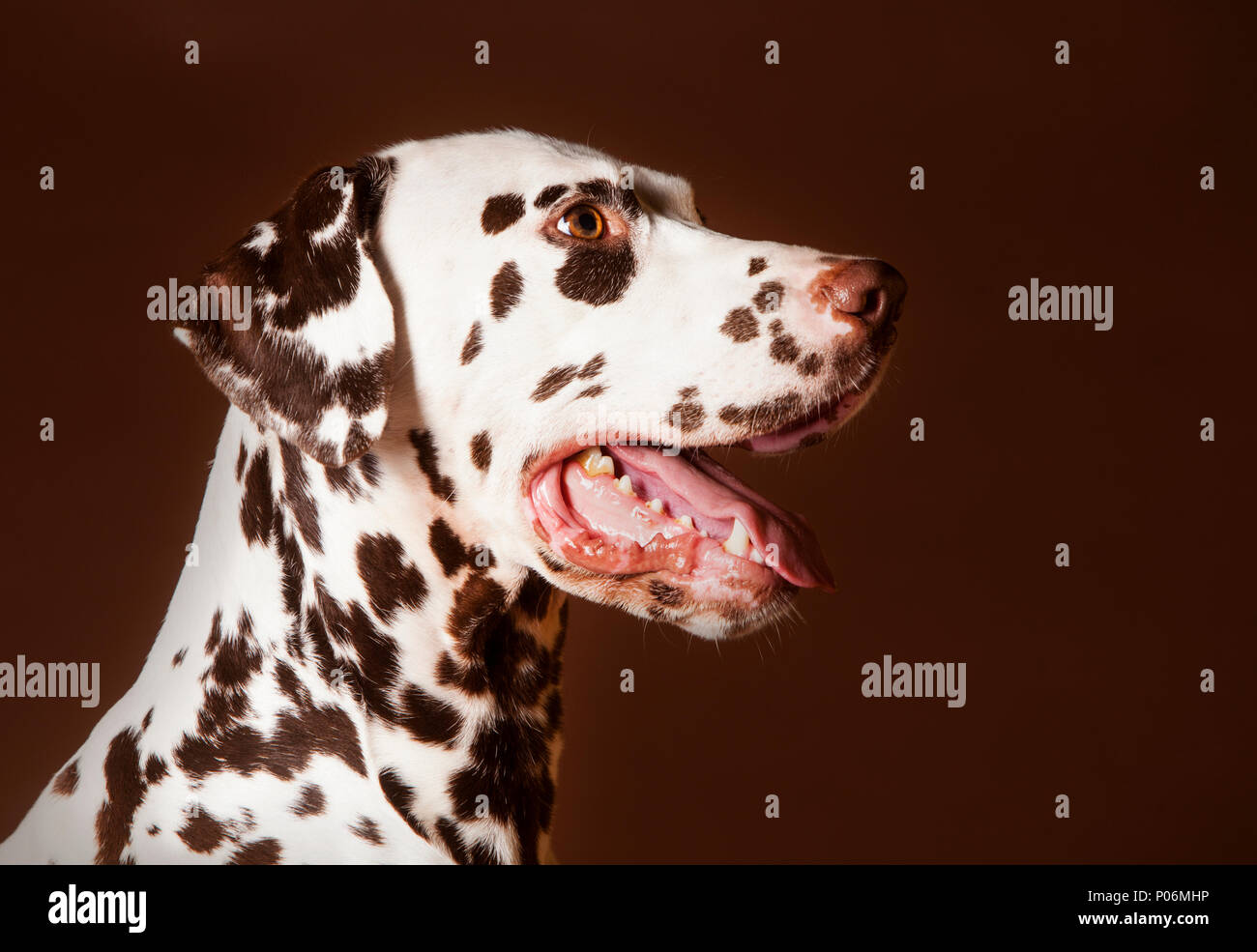 Dog Paw Face High Resolution Stock Photography and Images - Alamy