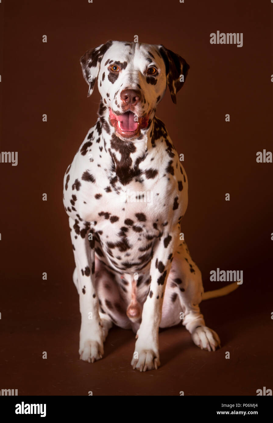 Dalmatian Dog Croatia High Resolution Stock Photography and Images - Alamy