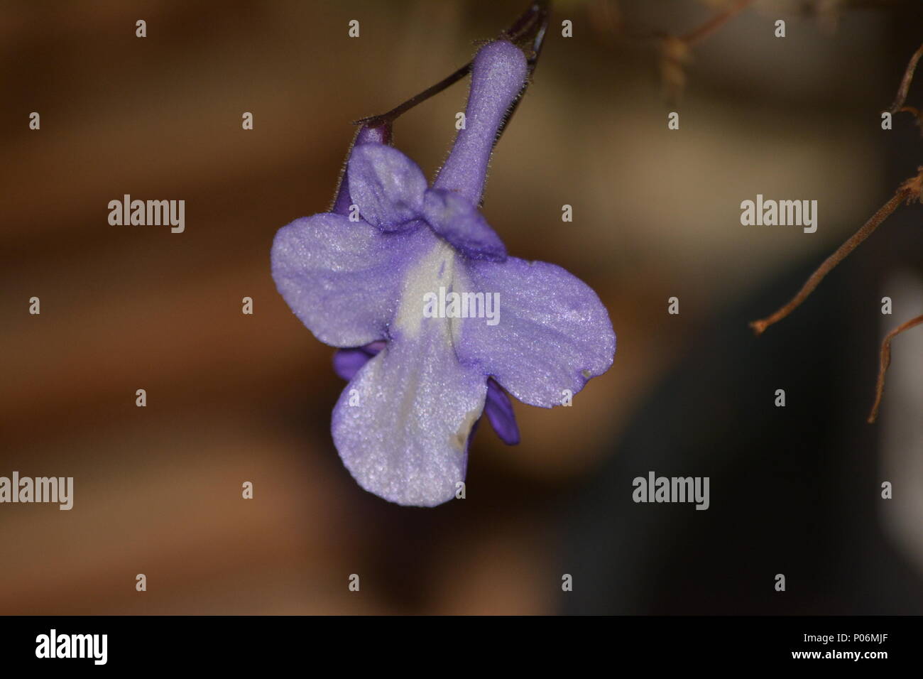 Nodding violet hi-res stock photography and images - Alamy