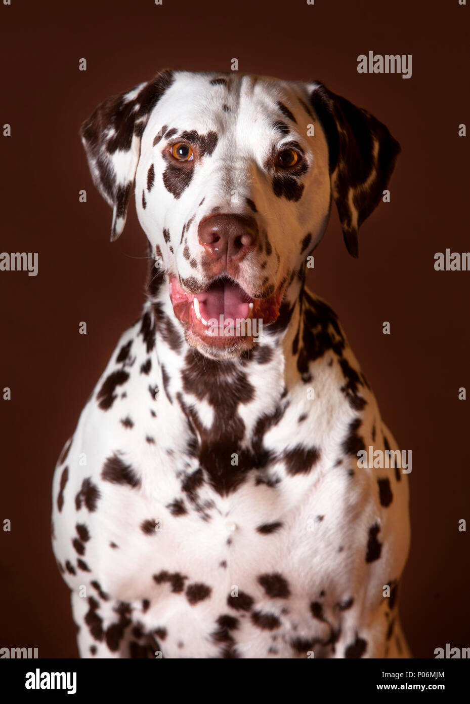 Dalmatian Look High Resolution Stock Photography and Images - Alamy
