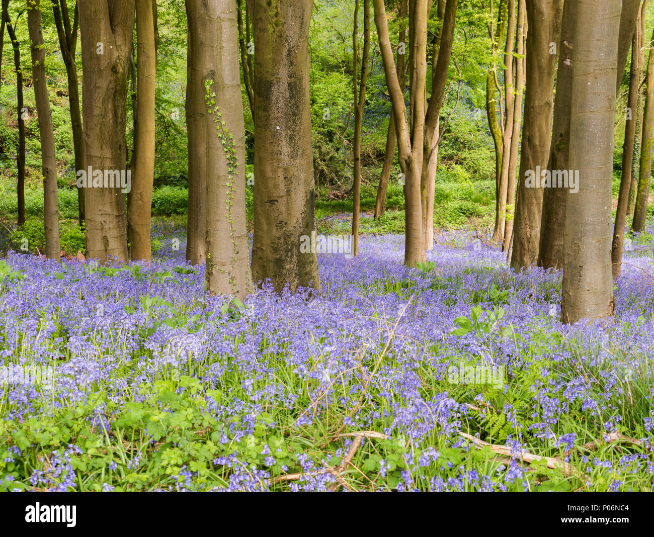 Bluebells in Prior's Wood near Bristol, England Stock Photo - Alamy