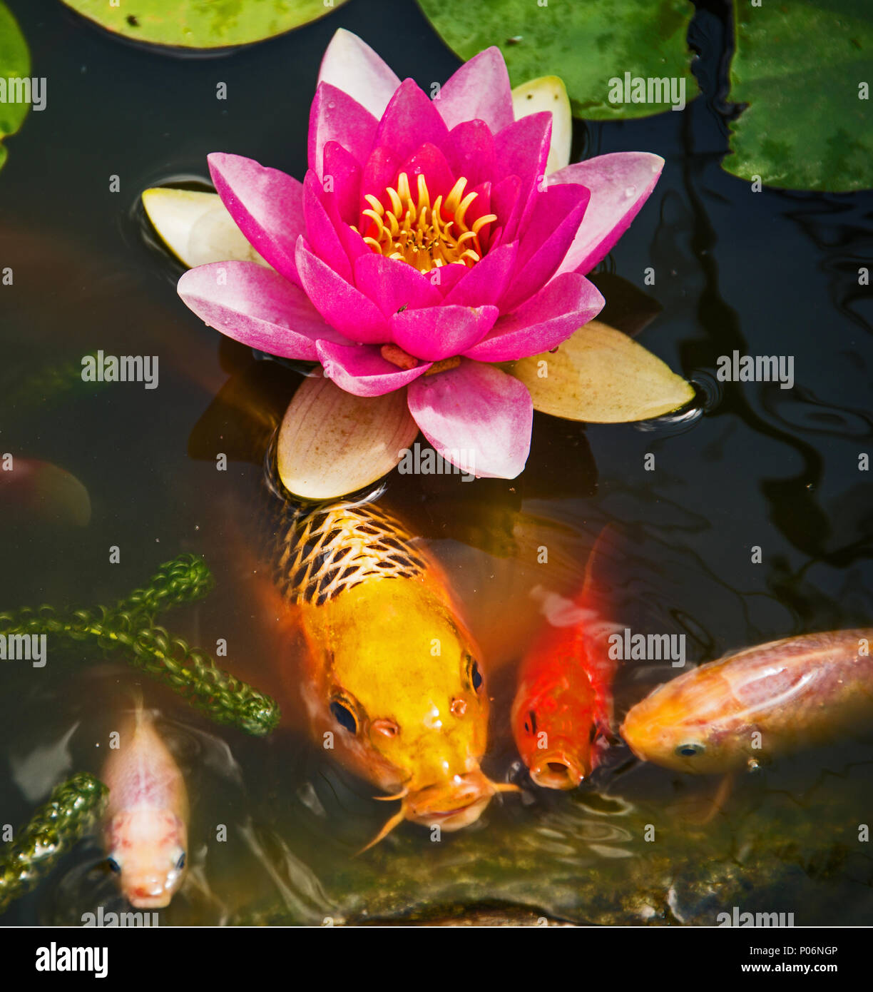 Garden fish pond Stock Photo - Alamy