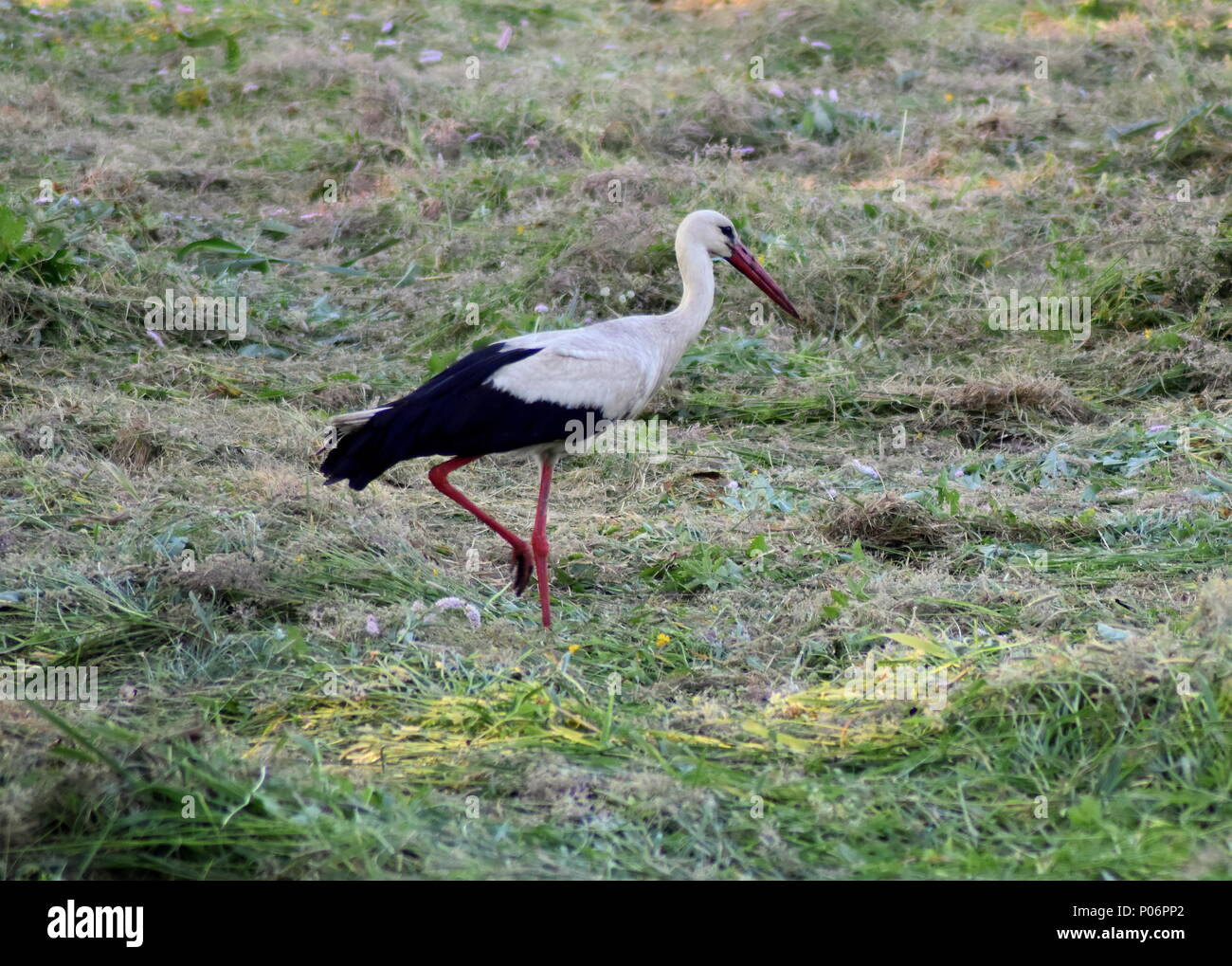 Rare stork species hi-res stock photography and images - Alamy