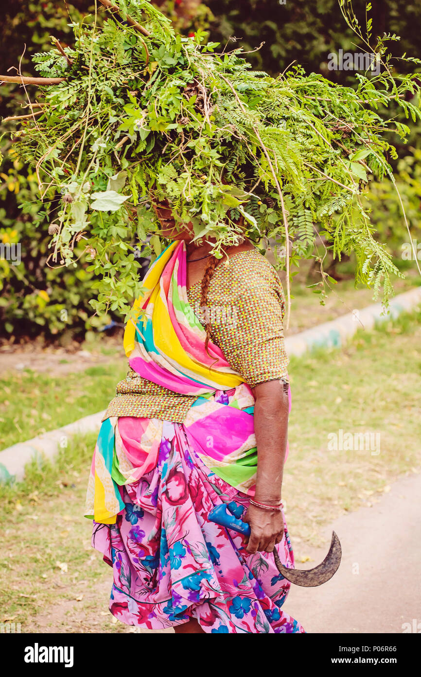 Udaipur, Rajasthan, India, February 6, 2018: Indian woman carrying ...