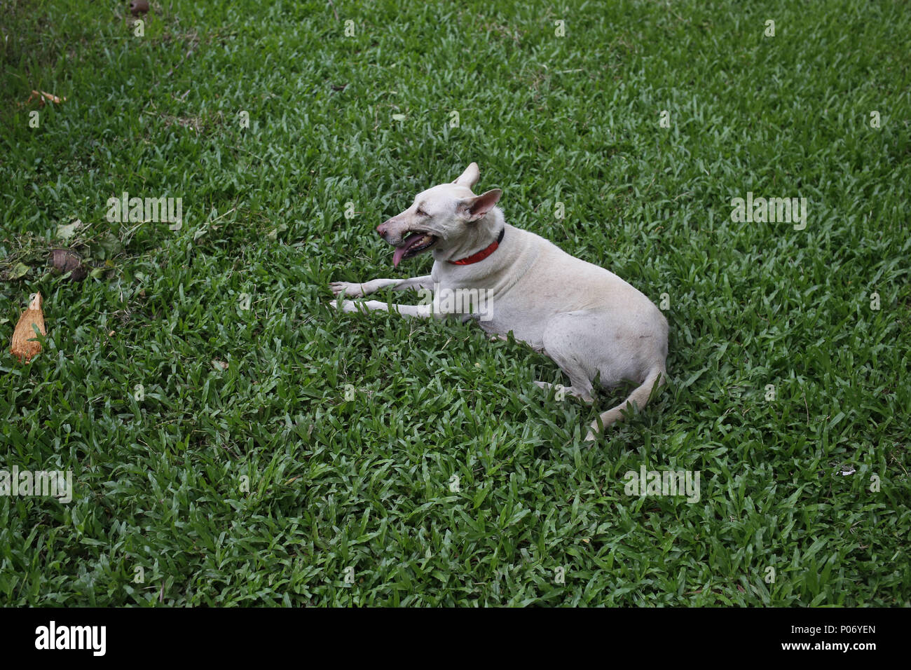 How Many Stray Dogs Are There In The Us 2018