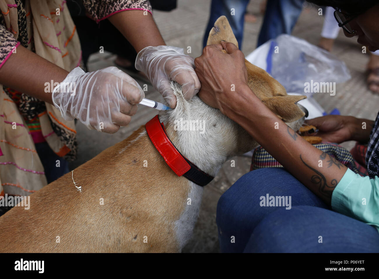 Dhaka, Bangladesh. 7th June, 2018. Animal Lovers of Bangladesh (ALB ...