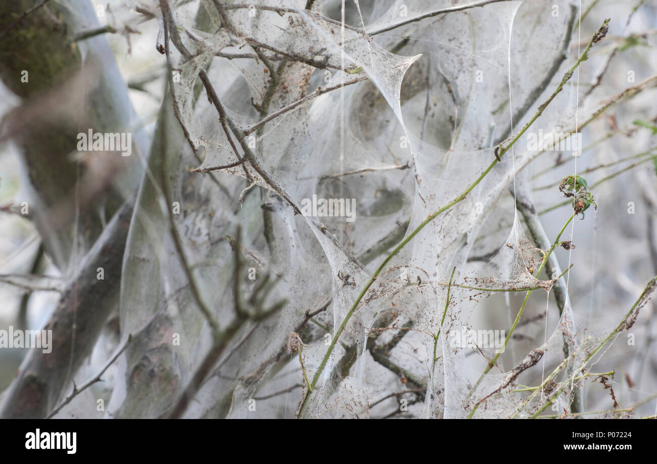 04 June 2018, Germany, Frankfurt: The white nests of oak processionary ...