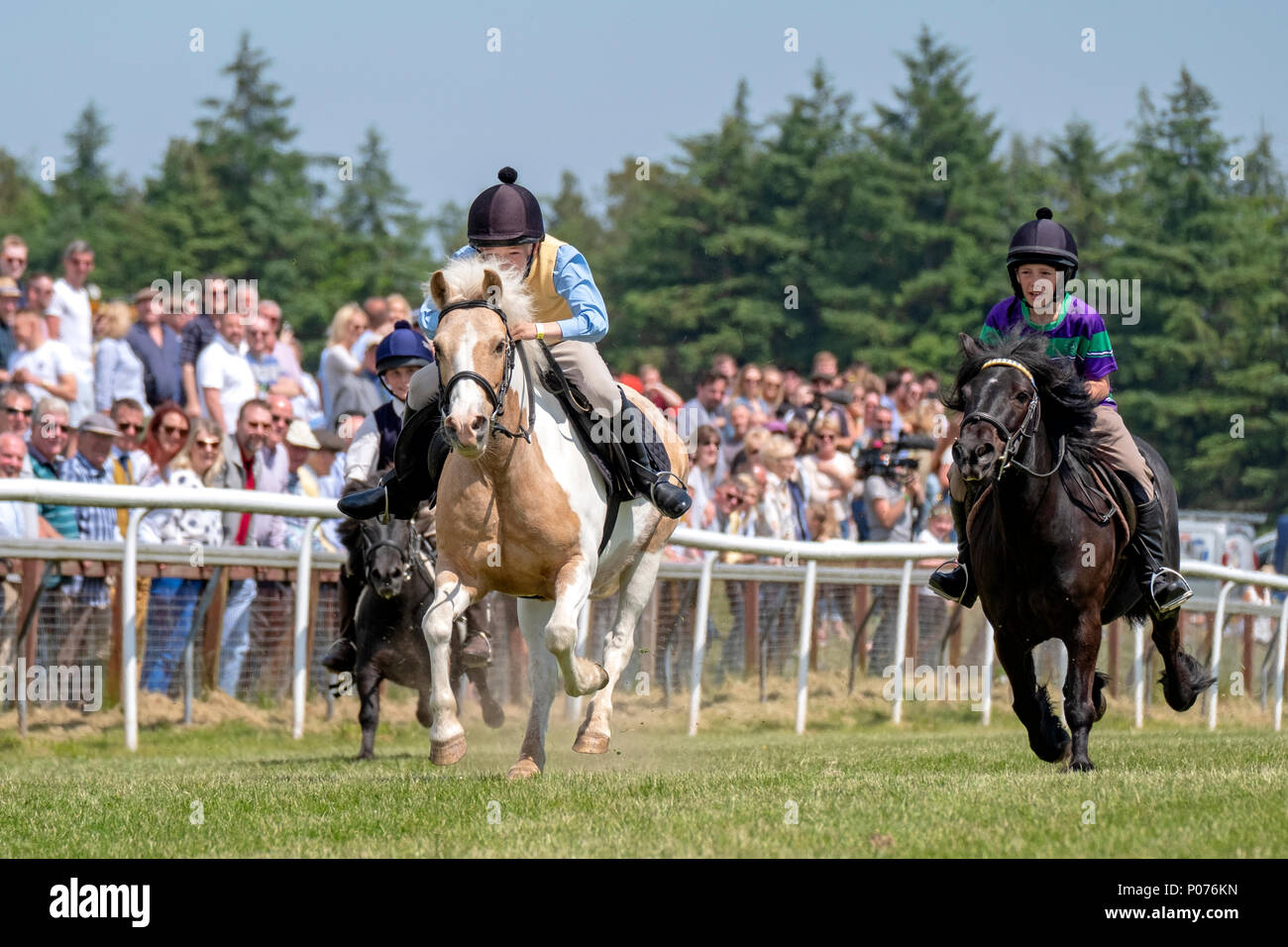 Hawick horse hi-res stock photography and images - Alamy