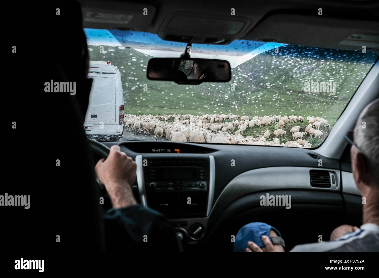 Sheep create a traffic obstruction and potential hazard on the road to ...