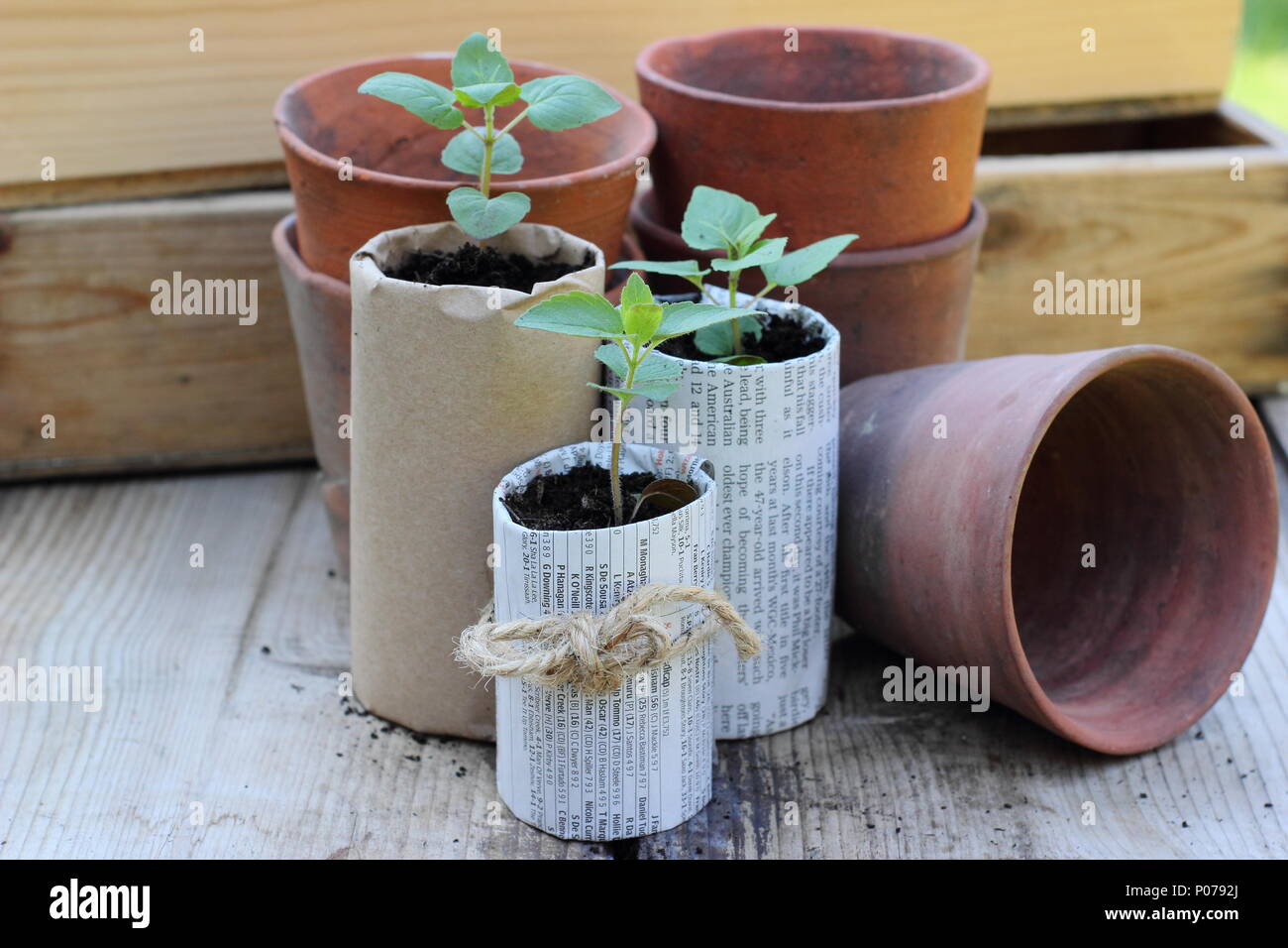 Seed trays hi-res stock photography and images - Alamy
