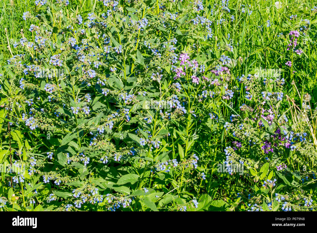 colorful wildflowers growing on the lawn, summer in the field Stock ...