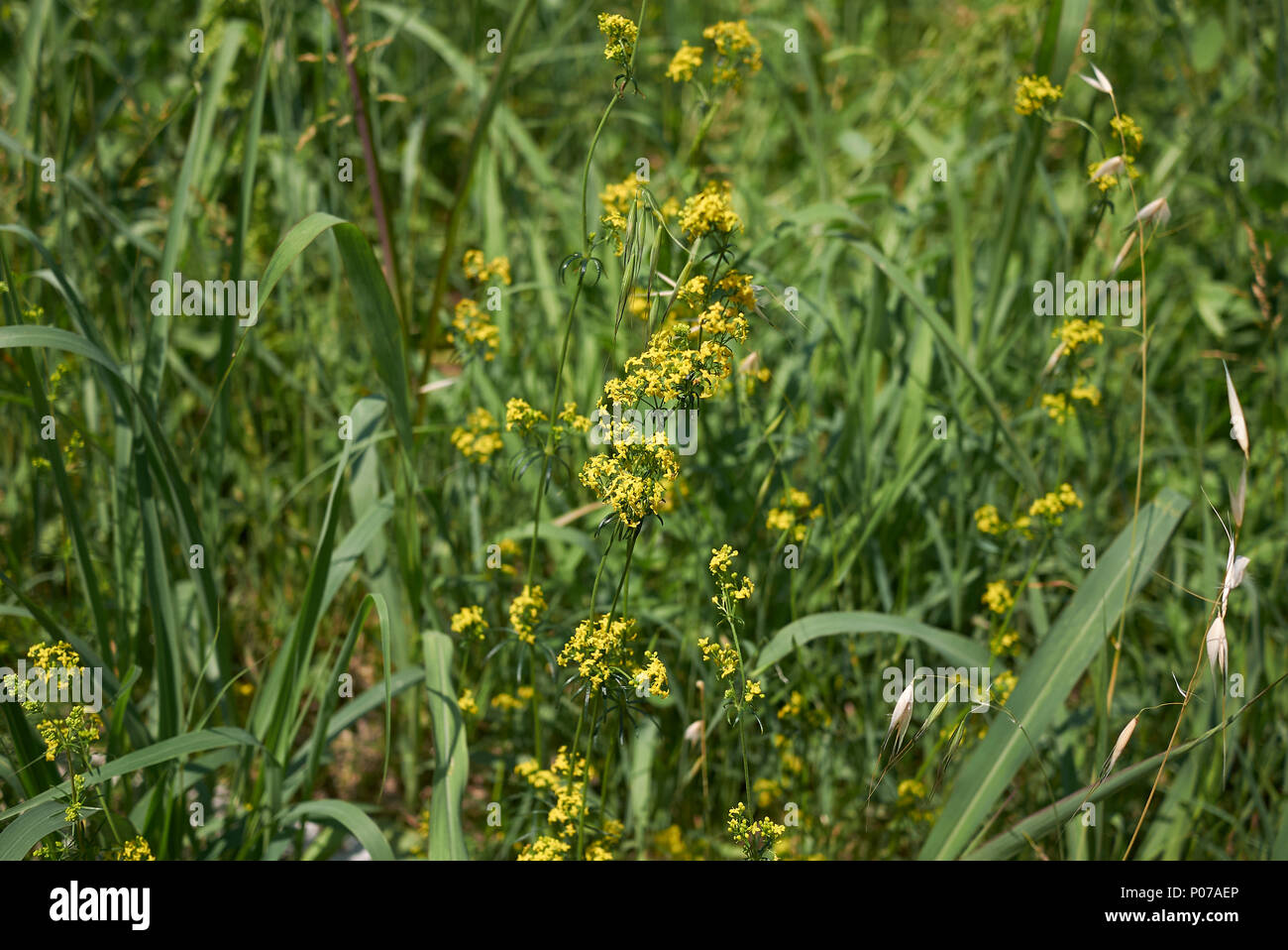 Galium verum plant Stock Photo - Alamy