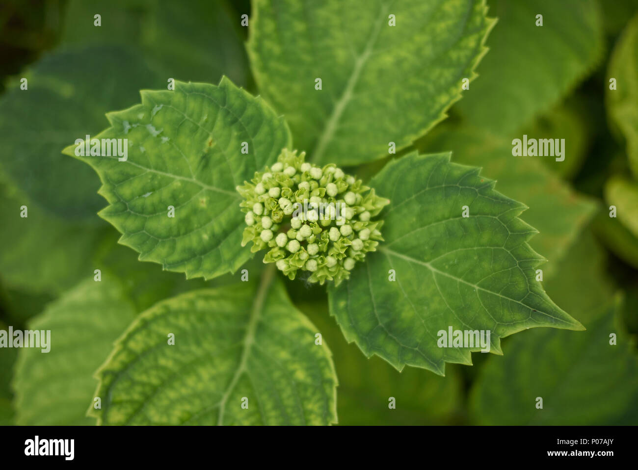 Hydrangea close up Stock Photo - Alamy
