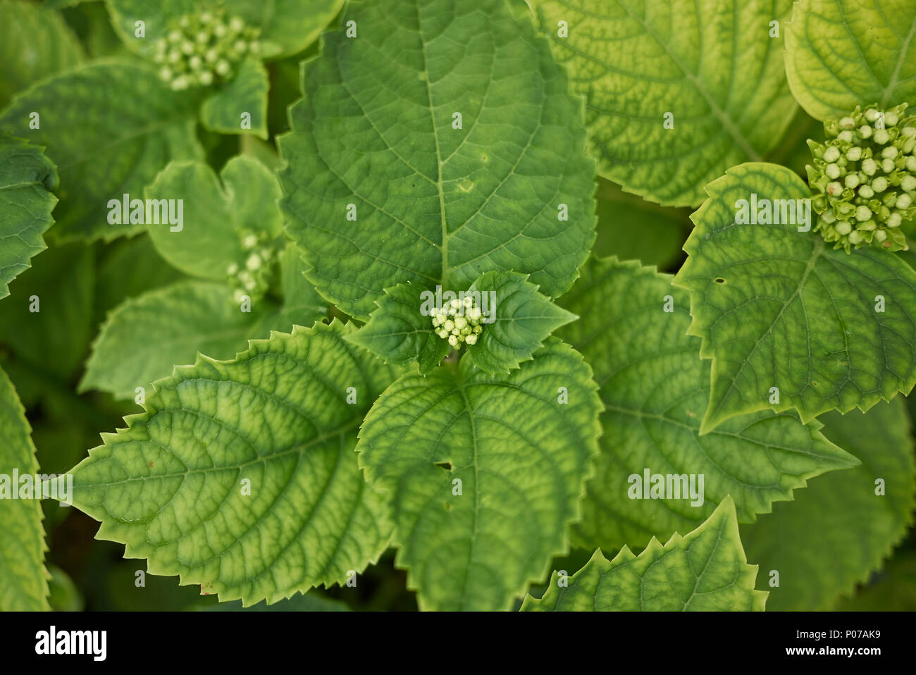 Hydrangea close up Stock Photo - Alamy