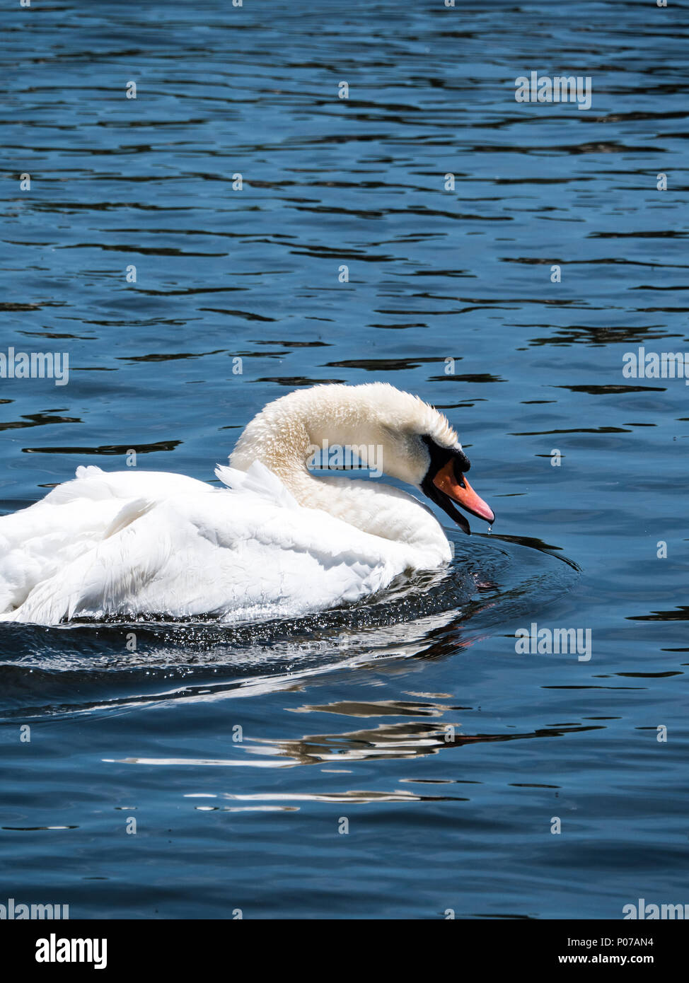 Swan Washing, Summer, Boating Lake, Regents Park, London , UK, GB Stock ...