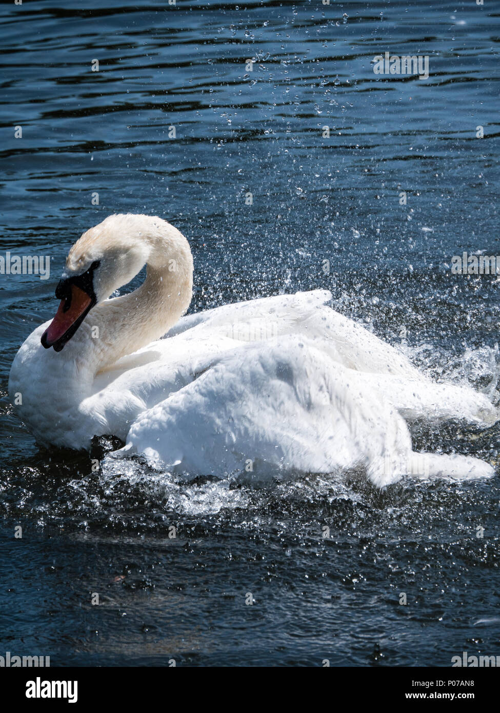 Swan Washing, Summer, Boating Lake, Regents Park, London , UK, GB Stock ...