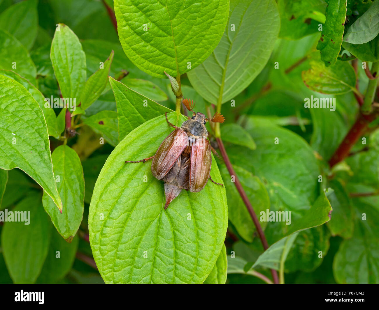 The common cockchafer Melolontha melolontha Stock Photo - Alamy