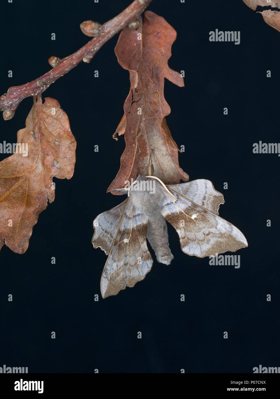 Odd looking posture hi-res stock photography and images - Alamy