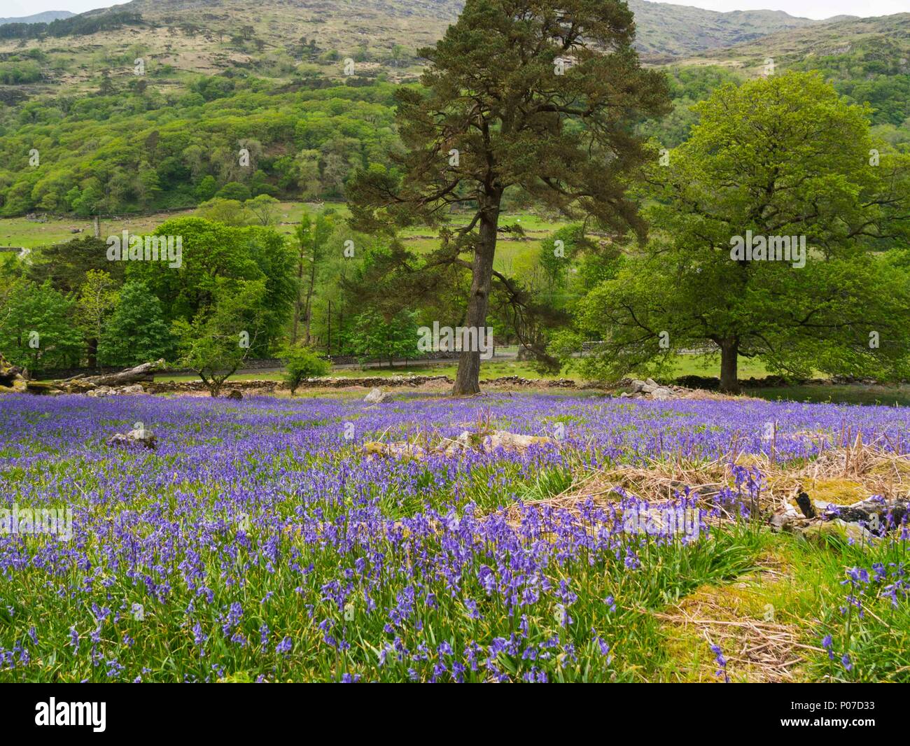 Snowdonia national park flower hi-res stock photography and images - Alamy