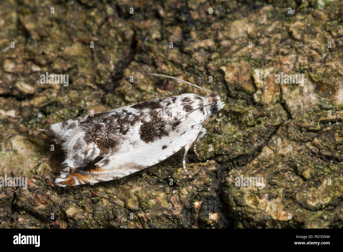 Ancylis laetana, Pyralis lactana, Tortrix harpana, Aspen Roller ...