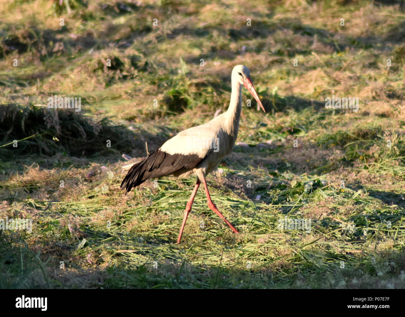 Photo of lonely stork in a meadow Stock Photo - Alamy