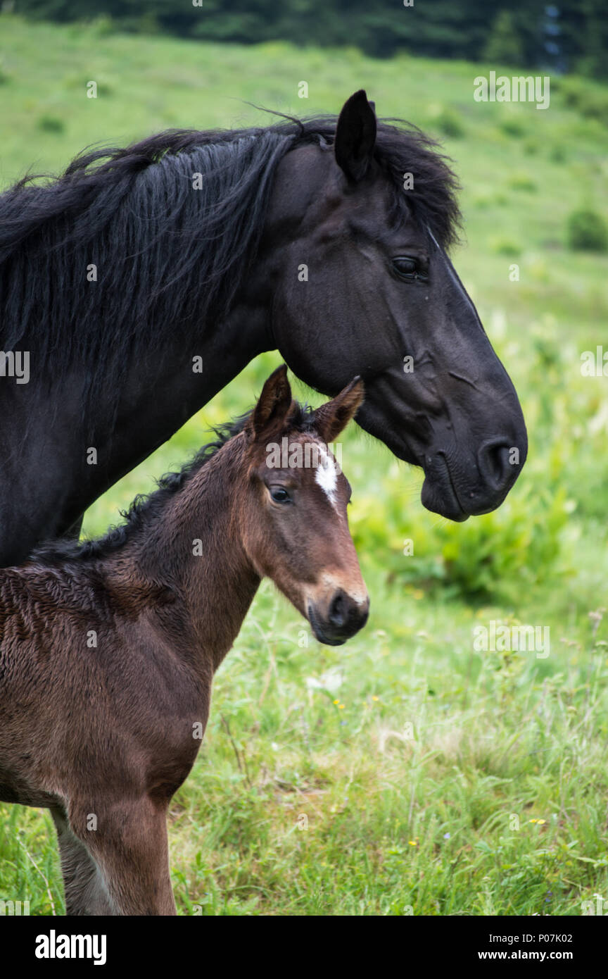Horse family tree hi-res stock photography and images - Alamy