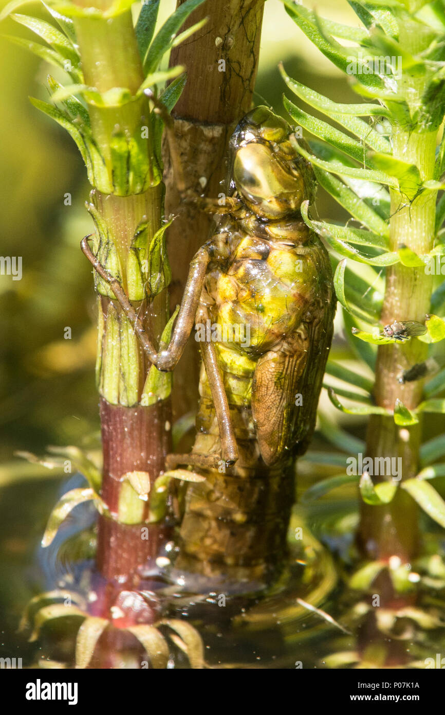 metamorphosis of Emperor dragonfly, Anax imperator, larva leaving pond ...