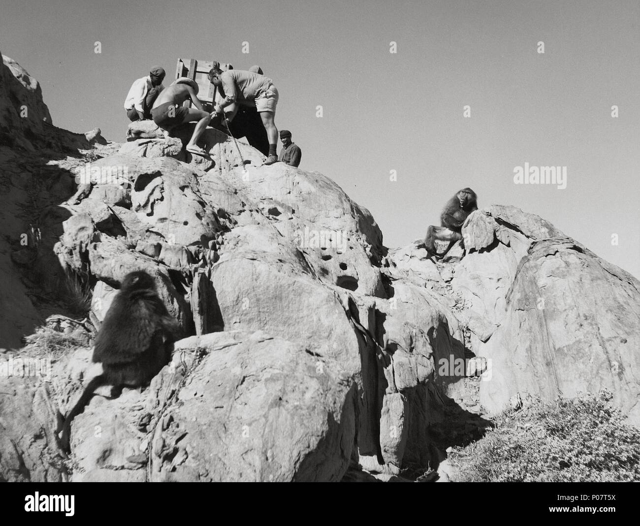 Original Film Title: SANDS OF THE KALAHARI. English Title: SANDS OF THE ...