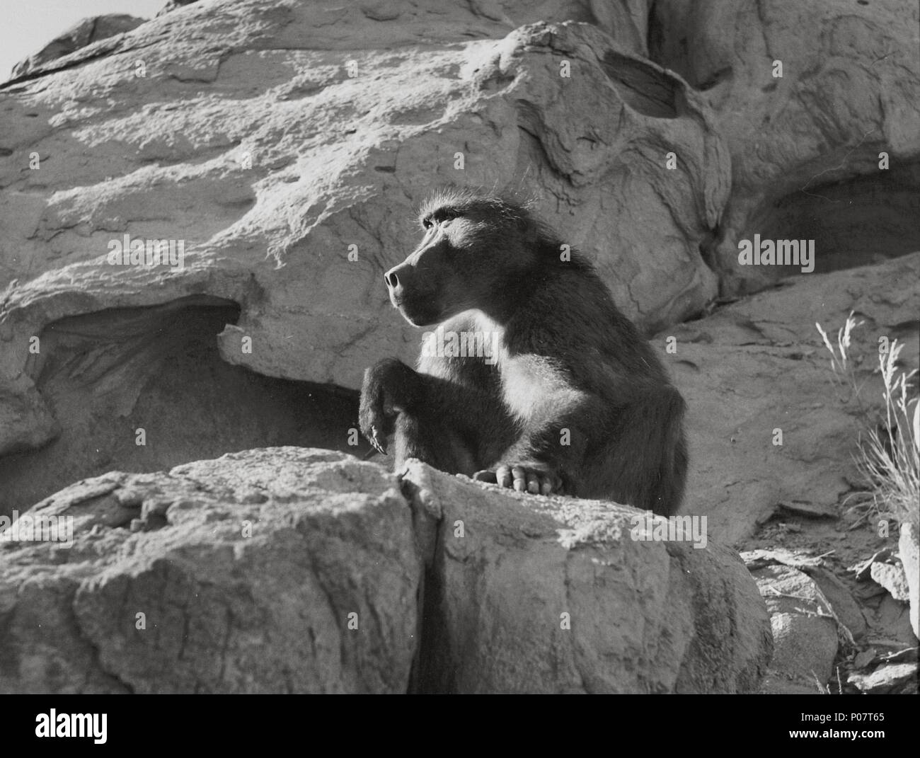 Original Film Title: SANDS OF THE KALAHARI. English Title: SANDS OF THE ...