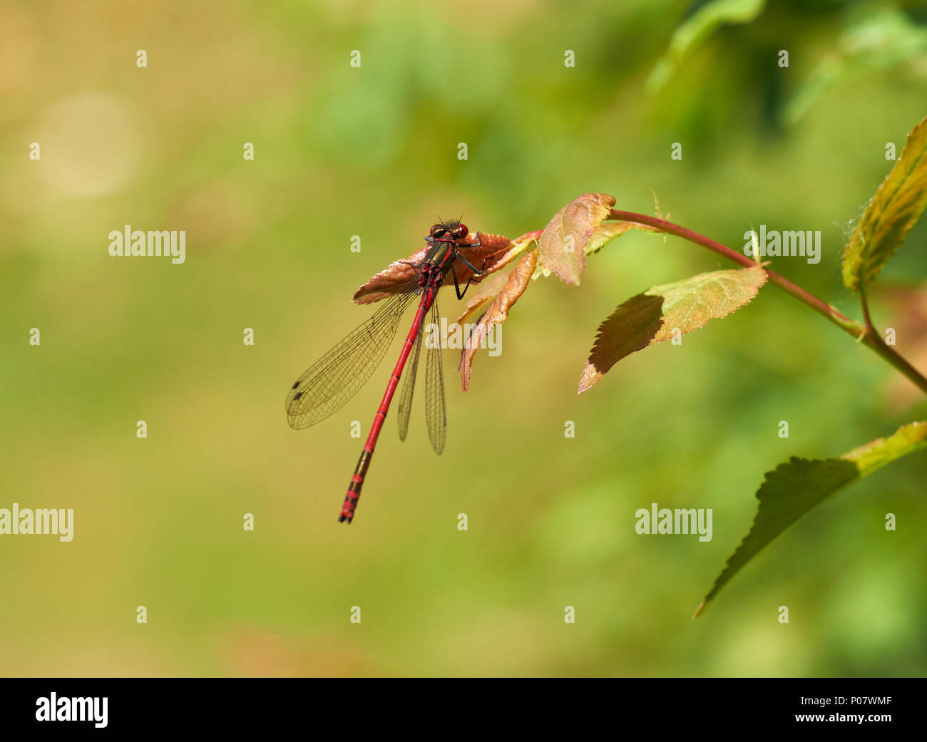 Large flying insect hi-res stock photography and images - Alamy