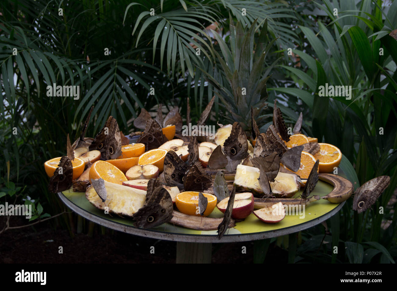 Butterflies at a feeding station at the Sensational Butterflies exhibit ...