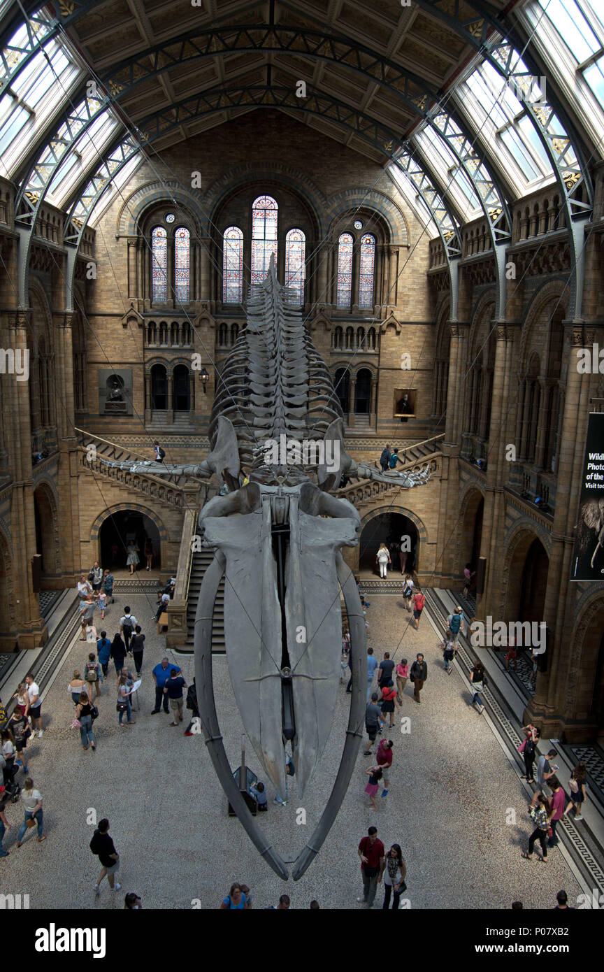 Hintze Hall Natural History Museum Stock Photos & Hintze Hall Natural ...