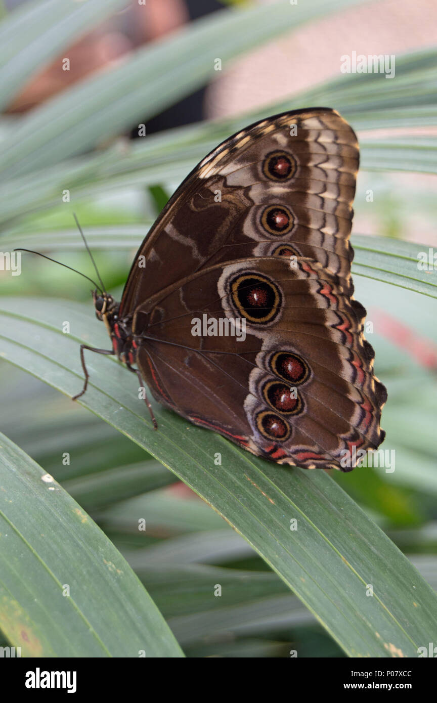 A blue morpho (Morpho menelaus) butterfly at Sensational Butterflies ...