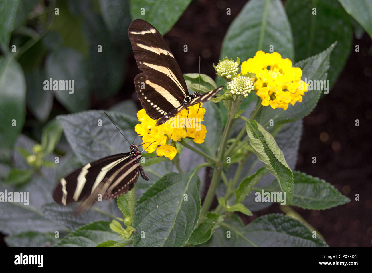 Two zebra longwing (Heliconius charithonia) butterflies Stock Photo - Alamy