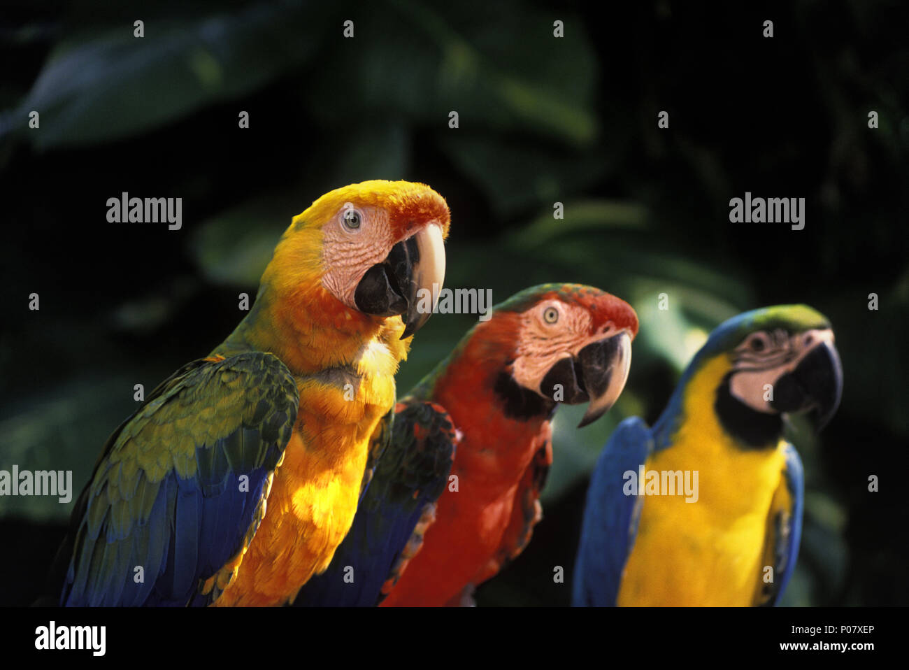 1992 HISTORICAL LINE ROW GROUP OF MULTICOLORED FEATHERED TROPICAL MACAW ...