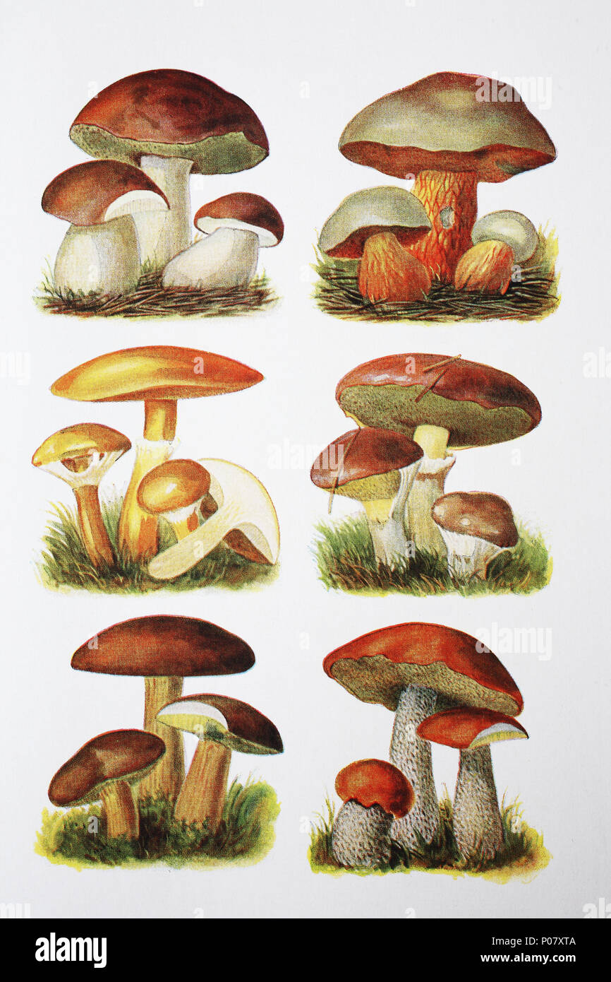 Röhrenpilze: Steinpilz, Satanspilz, Schöner Röhrling, Butterpilz ...