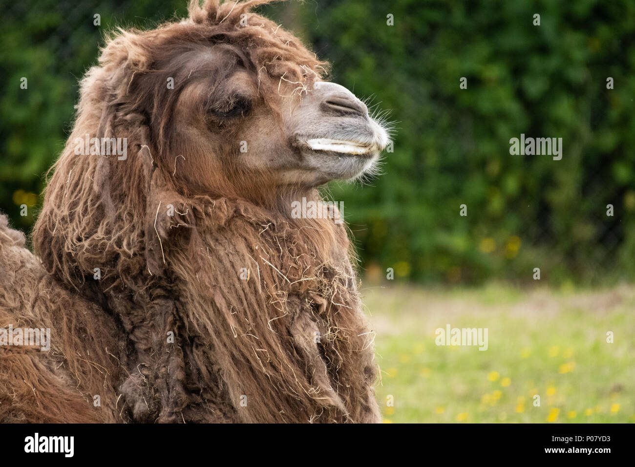 A Camel at Folly Farm, Pembrokeshire, UK Stock Photo - Alamy