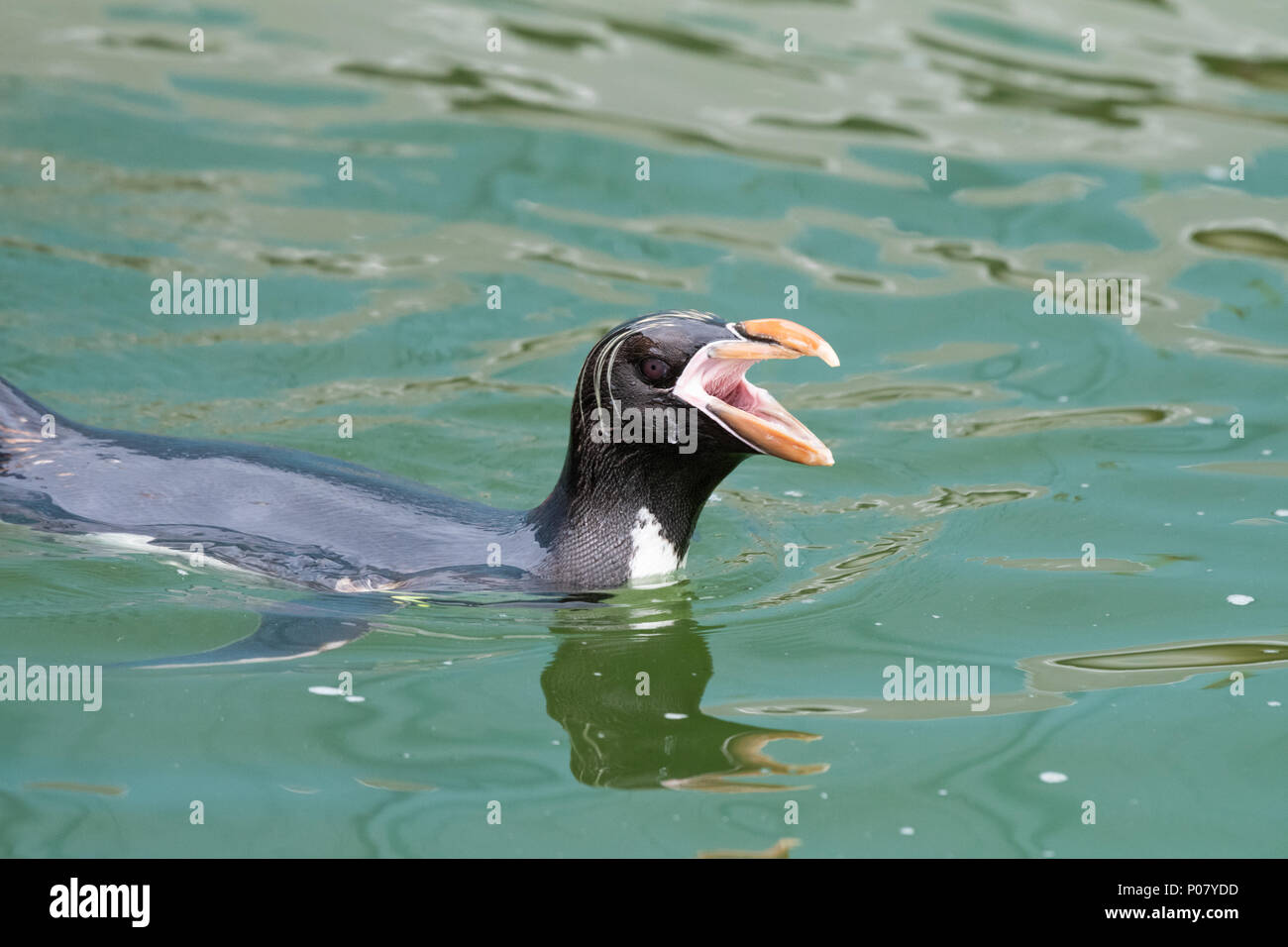 A Macaroni Penguin at Folly Farm, Pembrokeshire, UK Stock Photo - Alamy