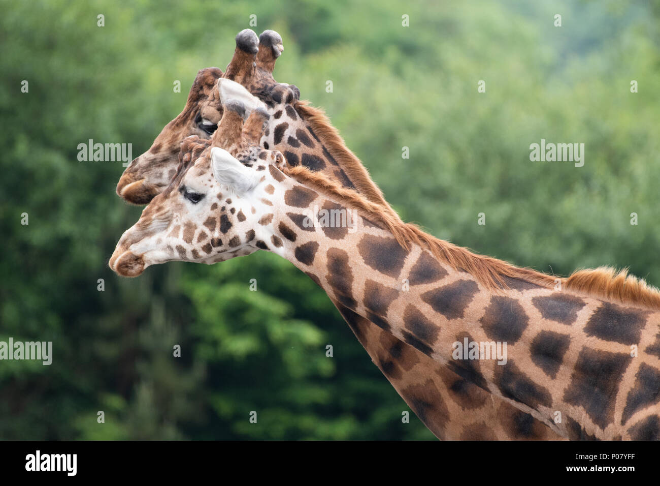 A Giraffe at Folly Farm, Pembrokeshire, UK Stock Photo - Alamy
