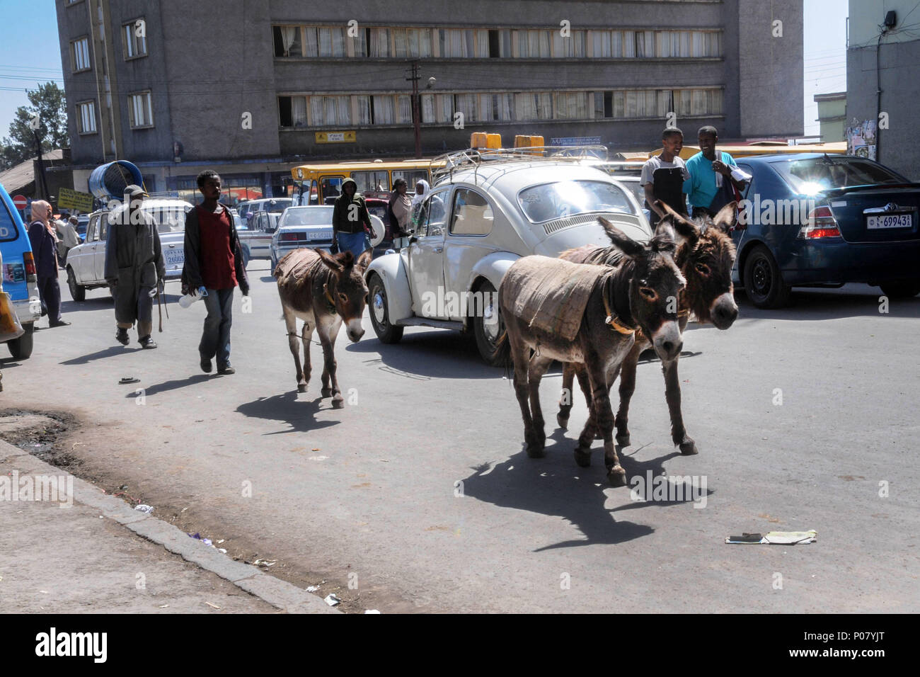 Donkeys on the market streets of Addis Ababa, Ethiopia, Africa Stock ...