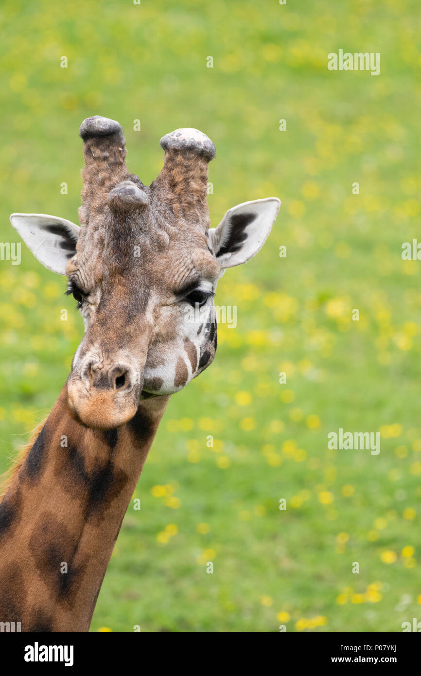Folly farm wales hi-res stock photography and images - Alamy
